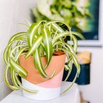 30 Easy Painted Terracotta Pots and Painting Pots Ideas